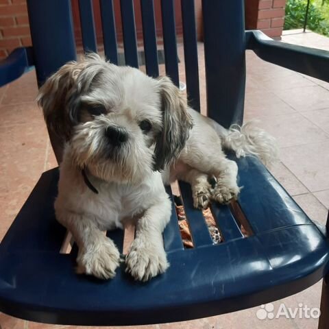 Ши-тцу Афоня в дар