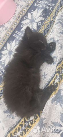 Котик 1месяц.В добрые руки