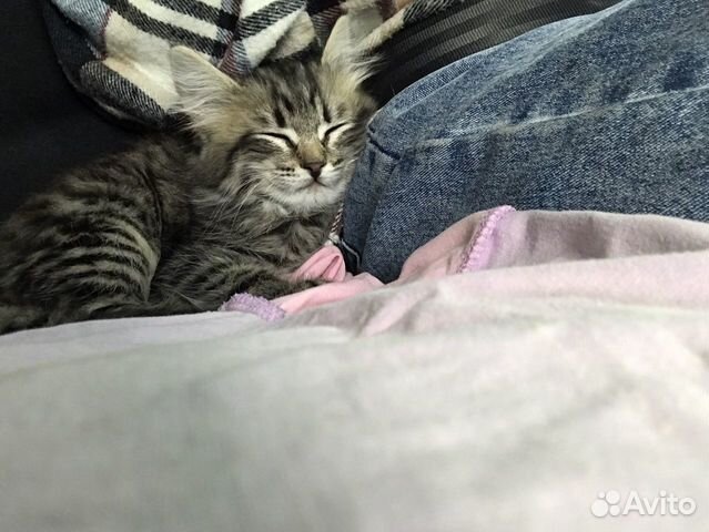 Котёнок сибирской породы