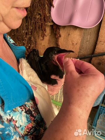 Отдам бесплатно грача