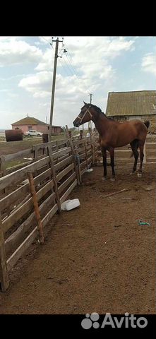 Продам лошадь