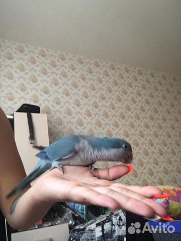 Попугай монах квакер