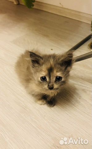 Котенок в добрые руки