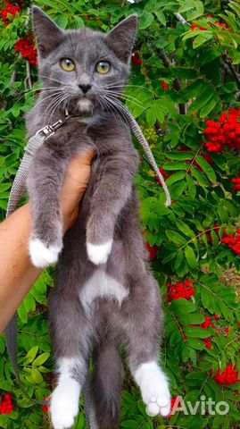 Пепельный котенок