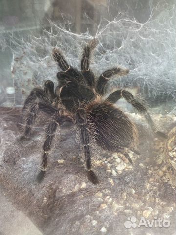 Lasiodora parahybana с террариумом