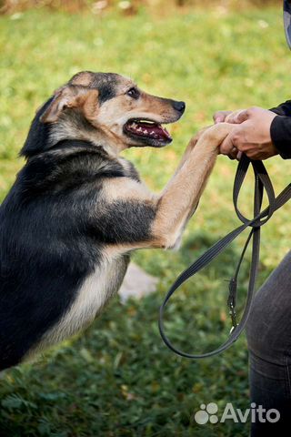 Солнечная собака Джерри в добрые руки