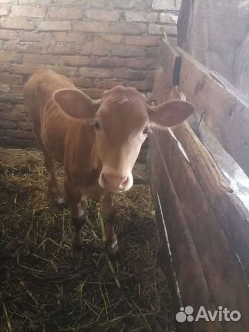 Телята телочки