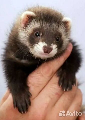 Хорек с клеткой