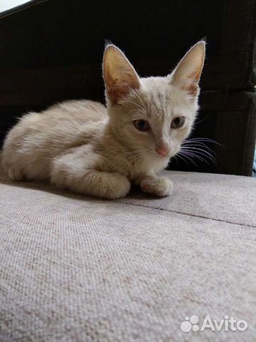 Котёнок приносящий удачу