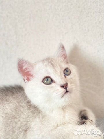 Британская шиншилла