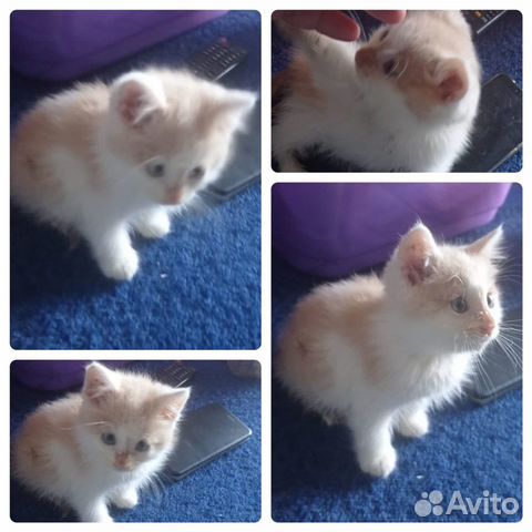 Котёнок мальчик в добрые руки