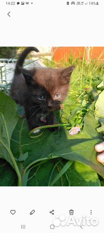 Котята в дар хорошие руки приведу отдам котенок
