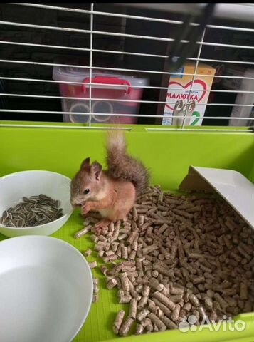 Белка домашняя