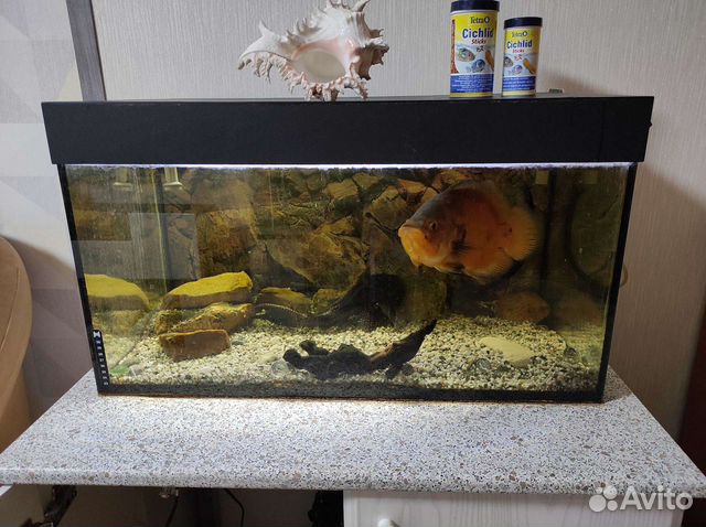 Аквариум с рыбами или без