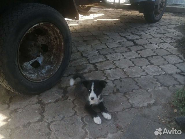 Собаки хаски щенки