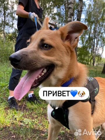 Солнышко в дар