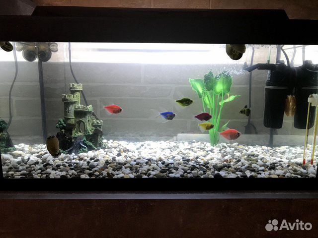 Аквариум с рыбками