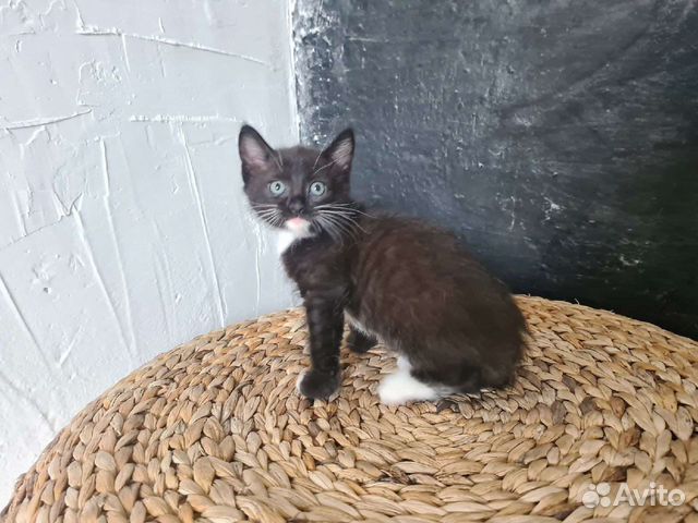 Котята метисы в дар