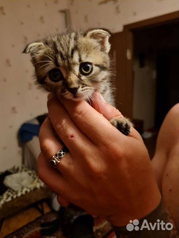 Кошечка вислоухая