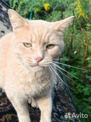 Лёва ищет любящую семью