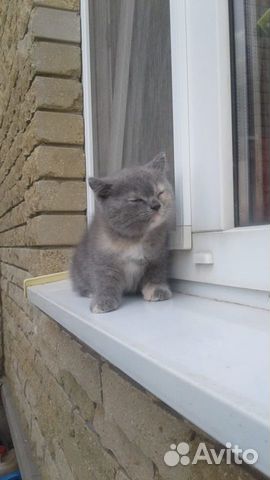 Шотландские котята