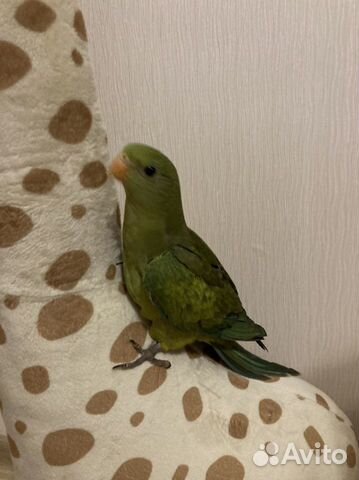 Горный попугай