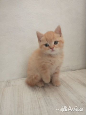 Котёнок, 1.5 мес