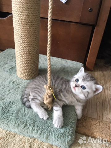 Шотландские котята