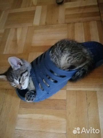 Котята в добрые руки даром