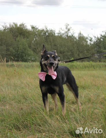 Собака овчарка в добрые руки