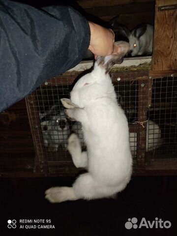 Калифорнийские кролики