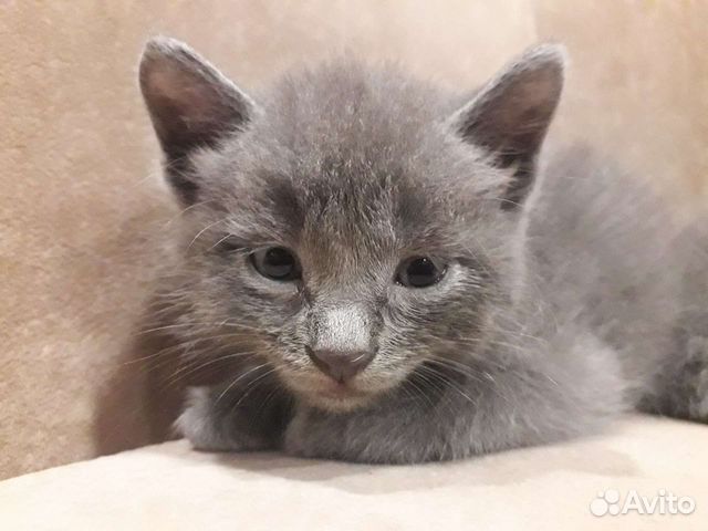 Котик от русской голубой