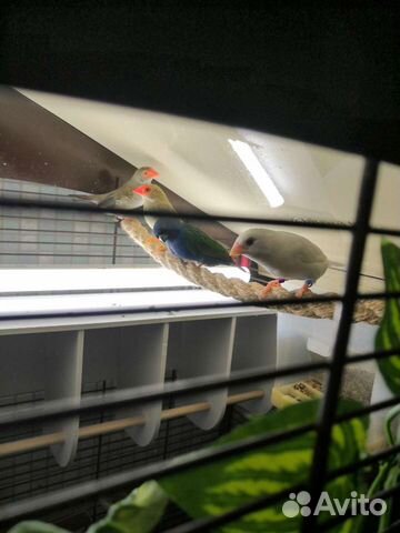 Японские амадины