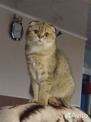 Шотландская вислоухая кошка ищет жениха
