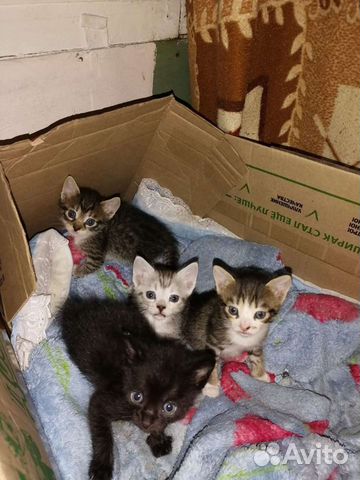 Котята