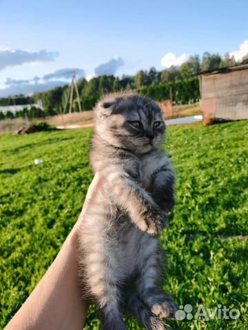 Котенок вислоушка