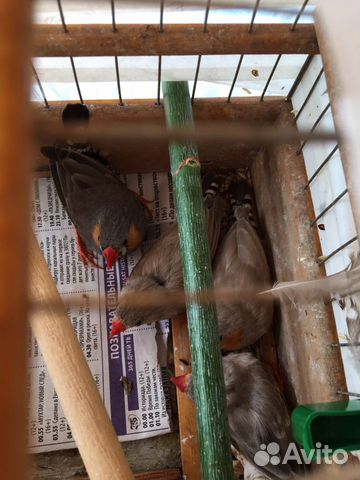 Амадины в добрые руки