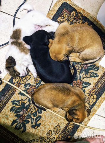 Собаки щенки