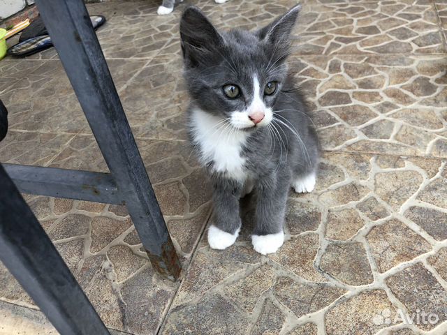 Котята в добрые руки даром. Плюшевые и ласковые