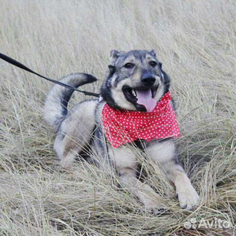 Твой лучший друг живет в приюте собака бесплатно