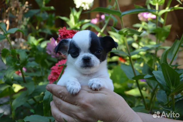 Щенки чихуахуа mini РКФ