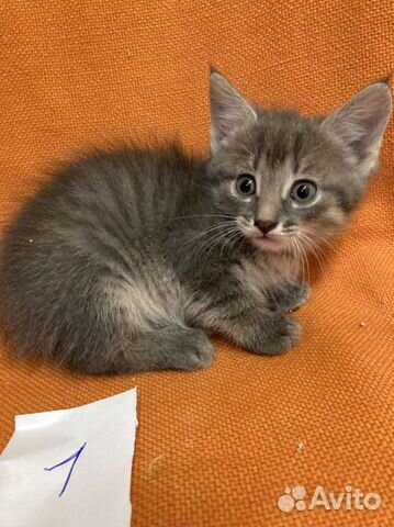 Котята миленькие, 2 серых пушистика и 3 полосатика