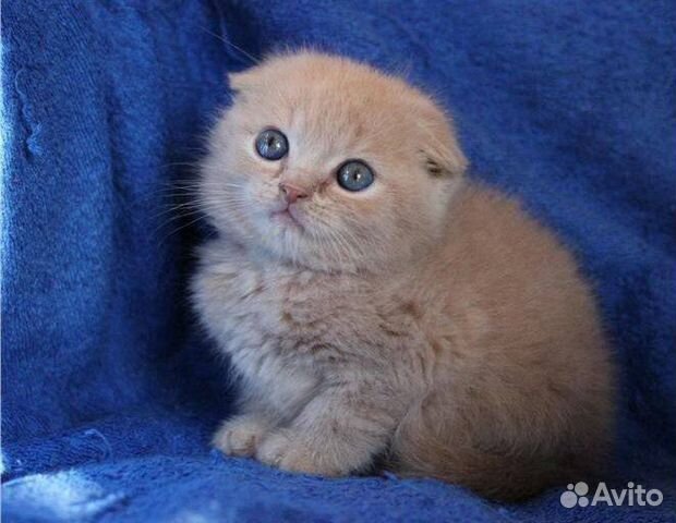 Вислоухие и не очень