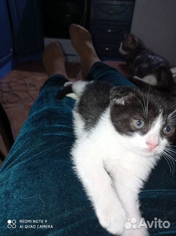 Котенок в дар бесплатно примерно 1 1,5 месяца