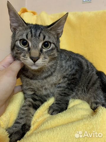 Котенок, вырастет Огромным котом