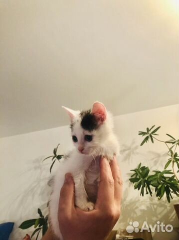 Котенок в добрые руки
