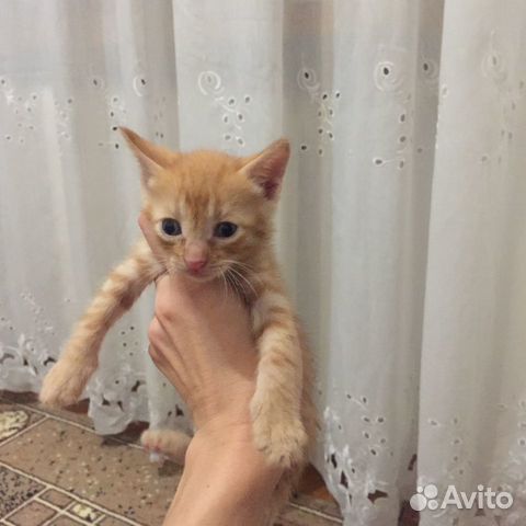 Рыжие котята