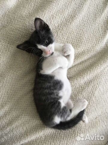 Котенок Бэтмен