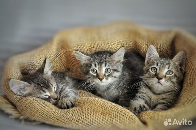 Отдам веселых котят