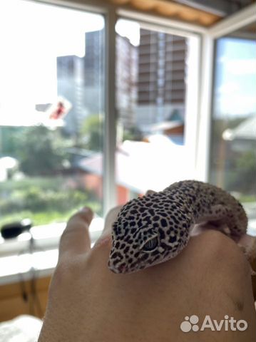 Геккон эублефар